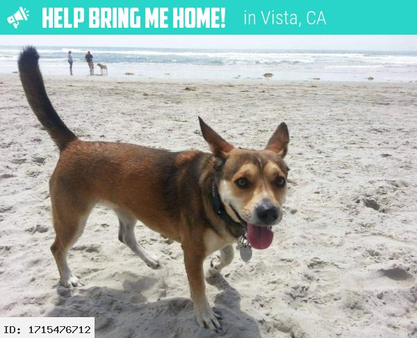 Lost And Found Pets - Find a Paw